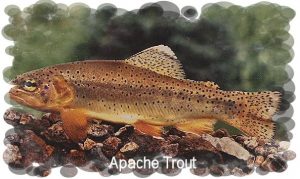 Arizona’s Fish Species – Anglers United