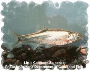 Arizona’s Fish Species – Anglers United