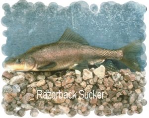 Arizona’s Fish Species – Anglers United